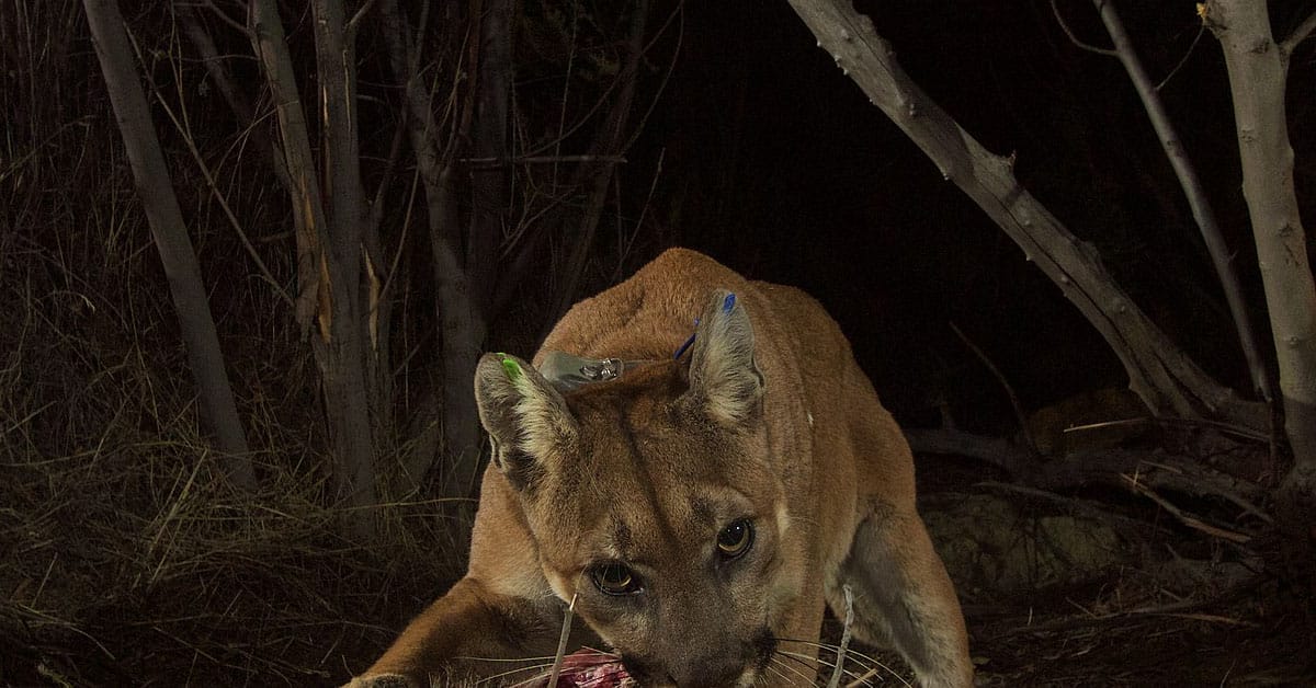 Why Colorado’s Proposition 127 Hurts Wildlife Management and ...